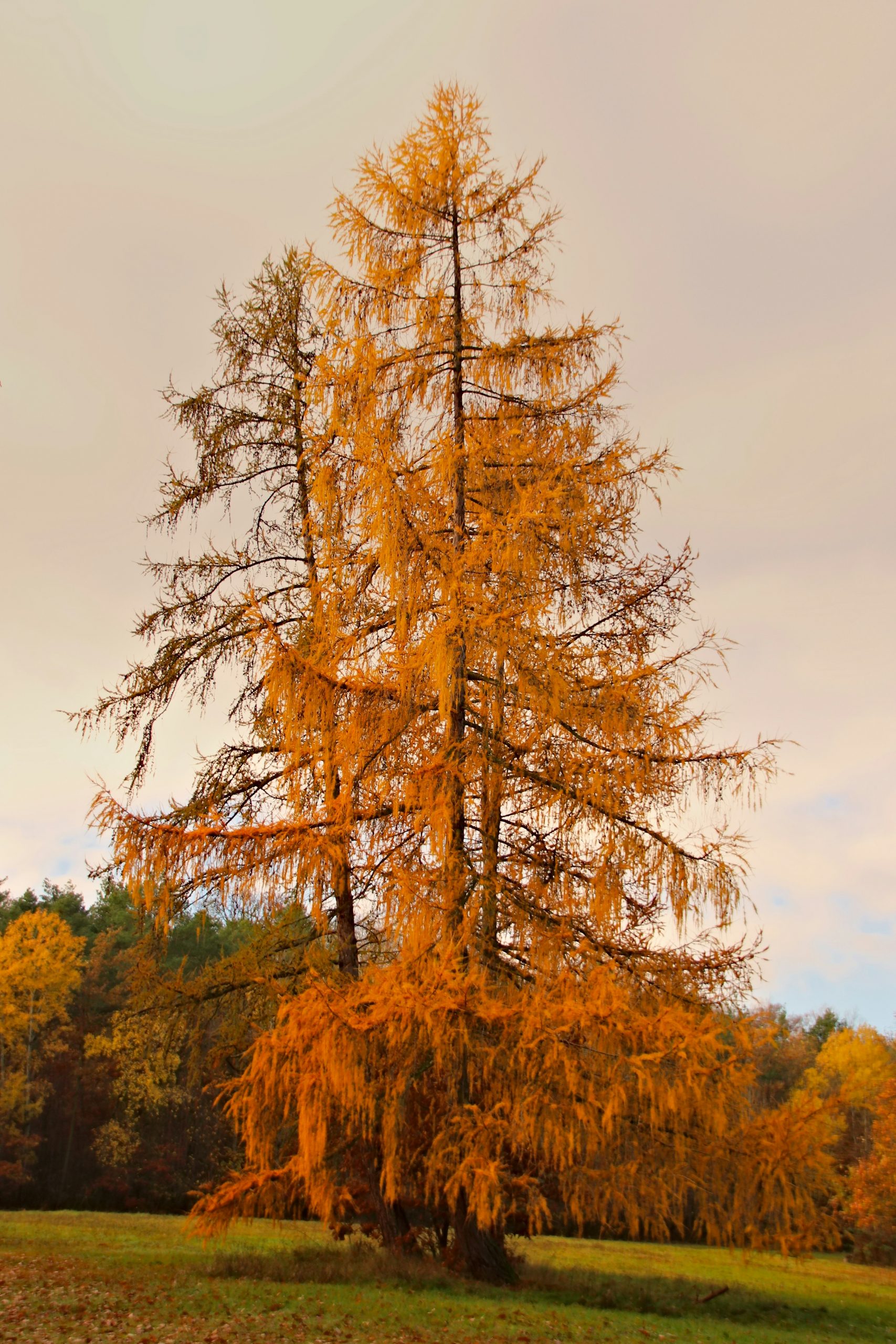 Larch Hikes Near Seattle | Your Guide to Crowd-Free Hiking - The PNW Report